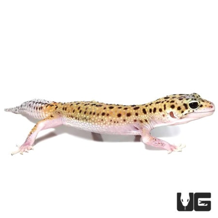 Eclipse Leopard Gecko - Underground Reptiles