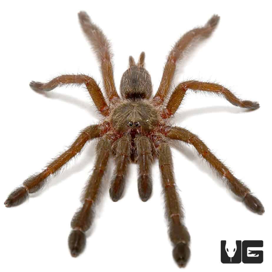 Ecuadorian Copper Tree Tarantula (.75 - 1.25'') - Underground Reptiles