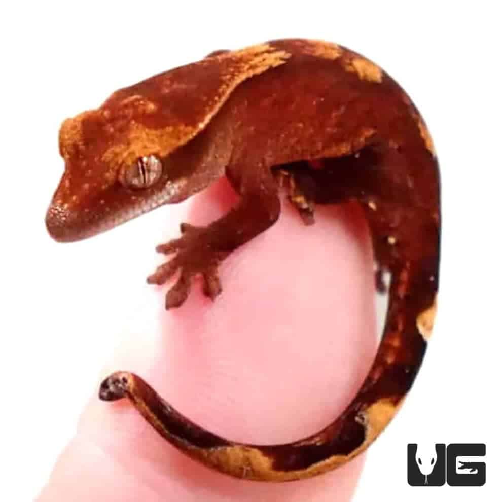 Ember Crested Gecko (HYBRID) - Underground Reptiles