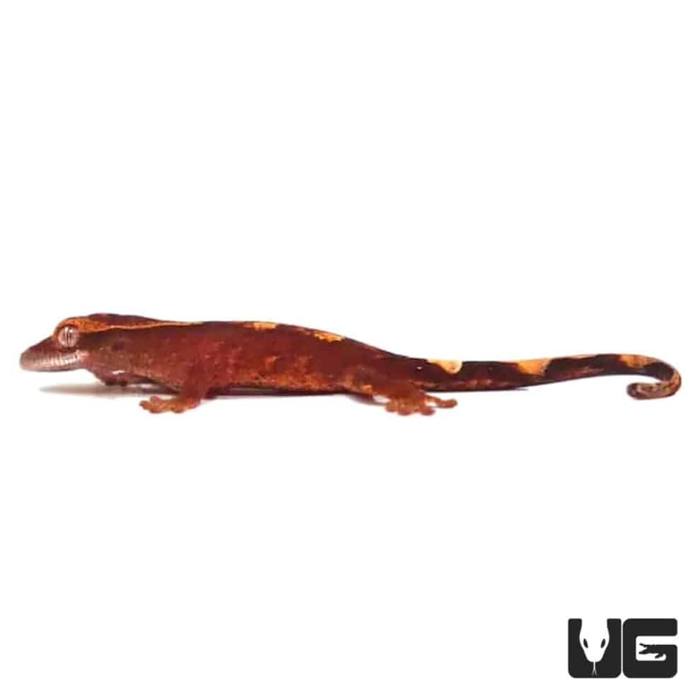 Ember Crested Gecko (HYBRID) - Underground Reptiles