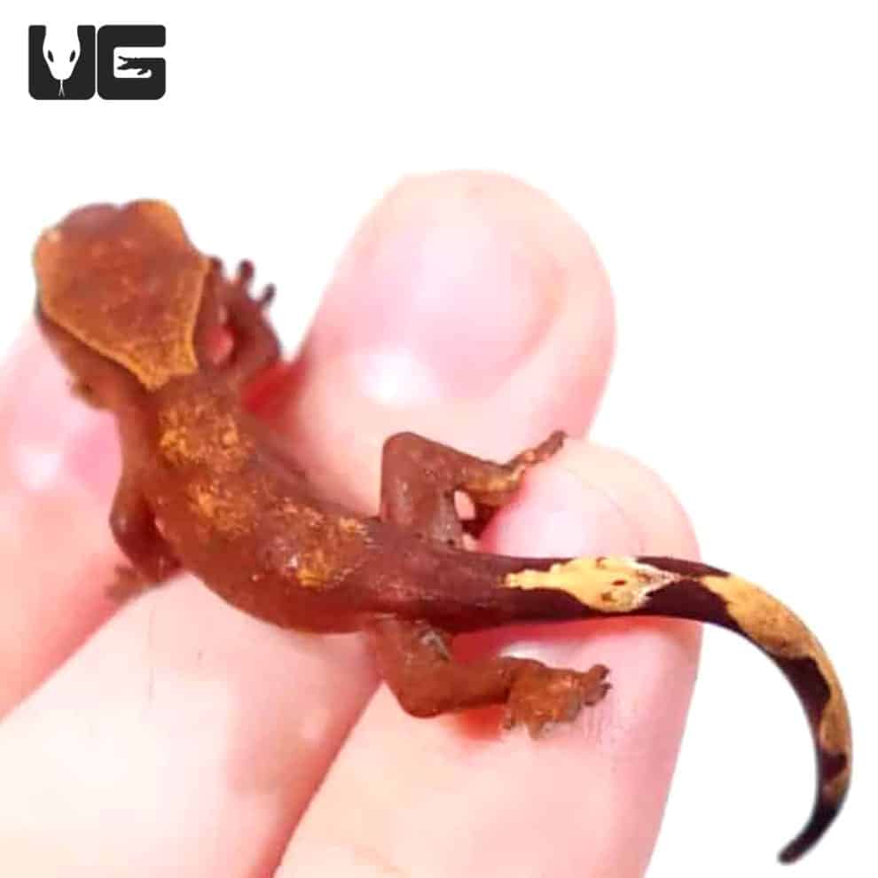 Ember Crested Gecko (HYBRID) - Underground Reptiles