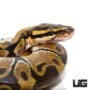 Ball Pythons For Sale - Underground Reptiles