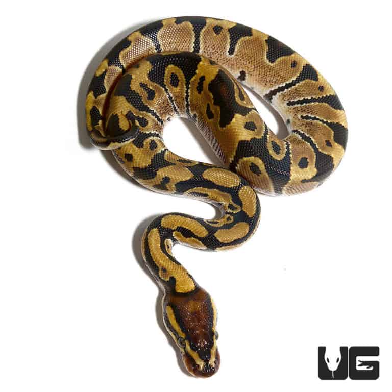 Baby Ball Pythons For Sale - Underground Reptiles