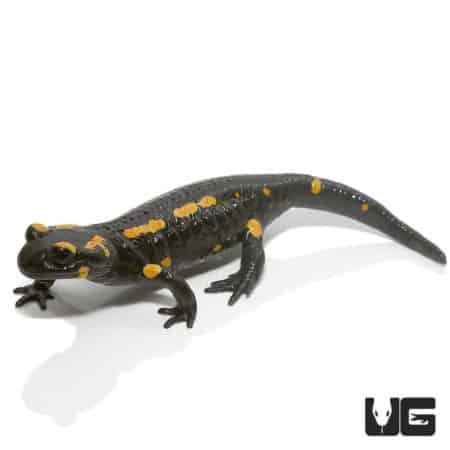 Fire Salamander - Underground Reptiles