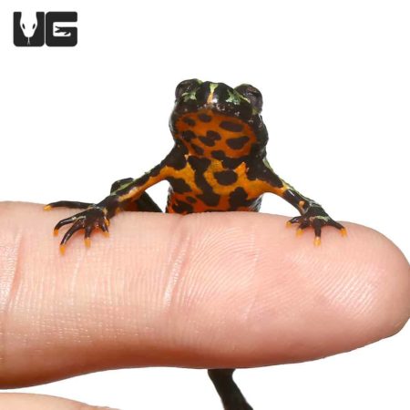 Firebelly Toads For Sale - Underground Reptiles