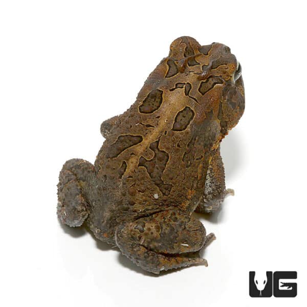Fowler's Toad - Underground Reptiles