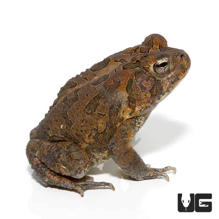Fowler's Toad - Underground Reptiles
