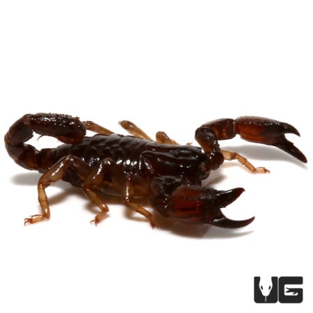 French Guiana Dwarf Scorpion - Underground Reptiles