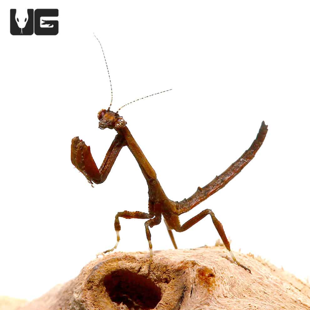 Mantis For Sale - Underground Reptiles