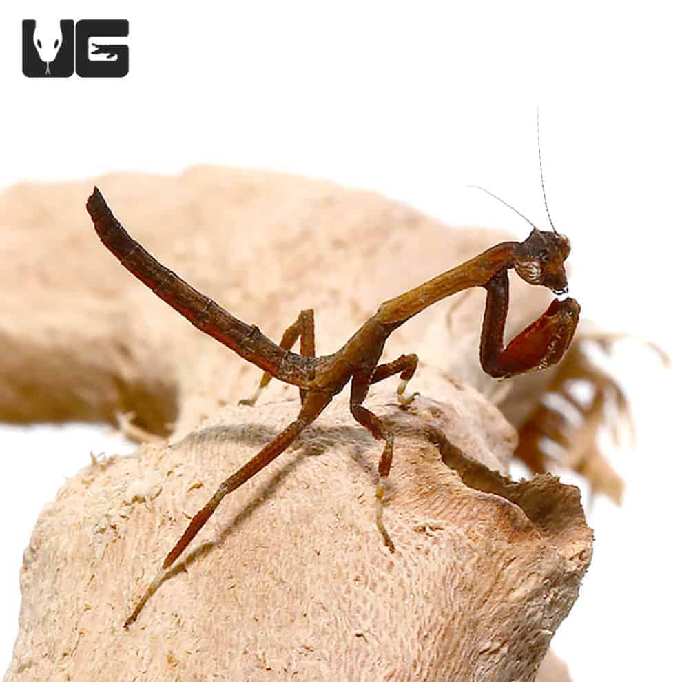 African Twig Mantis For Sale - Underground Reptiles