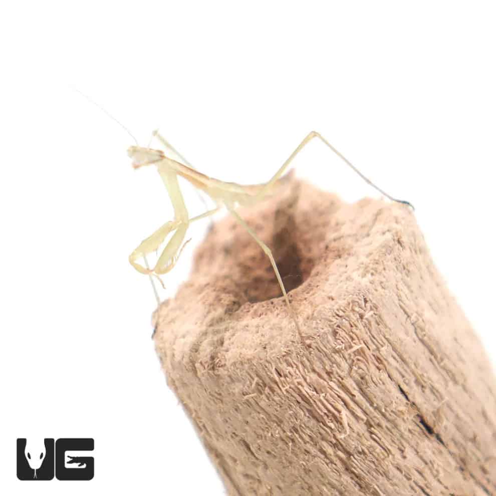 Humpback Orb Weaver Spider for sale - Underground Reptiles