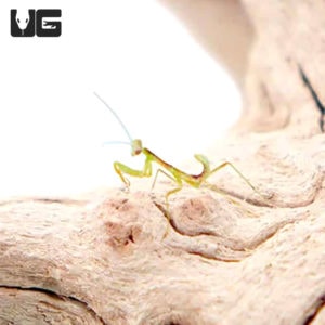 Centipedes, Millipedes and More For Sale - Underground Reptiles