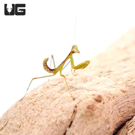 Giant Forest Mantis For Sale - Underground Reptiles