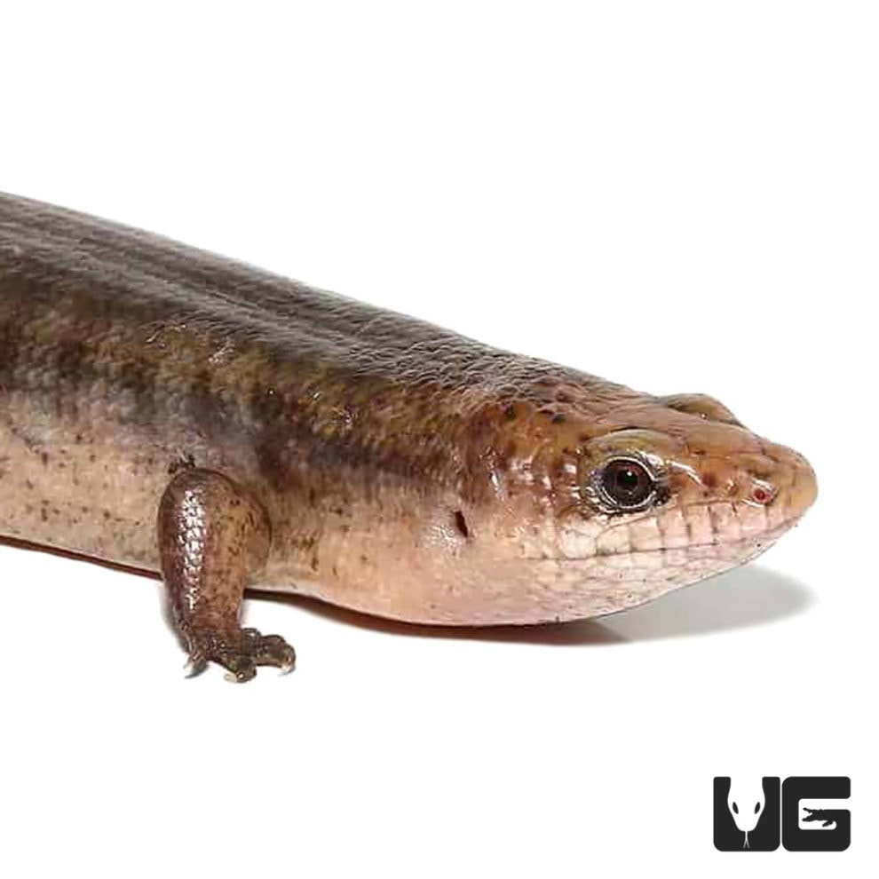 Giant Hatian Galliwasp - Underground Reptiles
