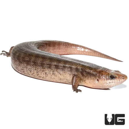 Giant Hatian Galliwasp - Underground Reptiles