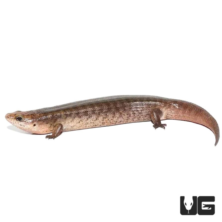 Giant Hatian Galliwasp - Underground Reptiles