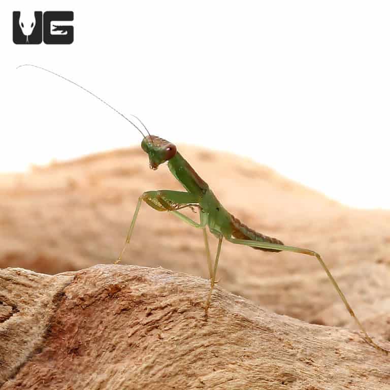 Mantis For Sale - Underground Reptiles