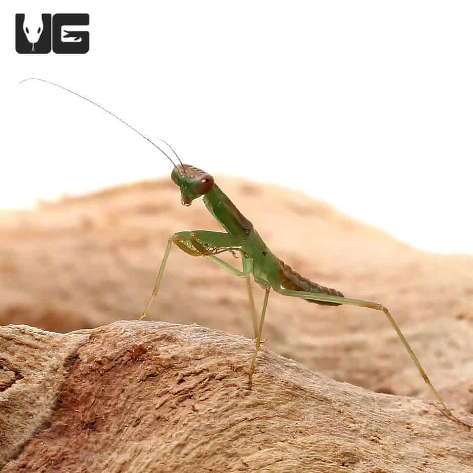 Mantis For Sale - Underground Reptiles