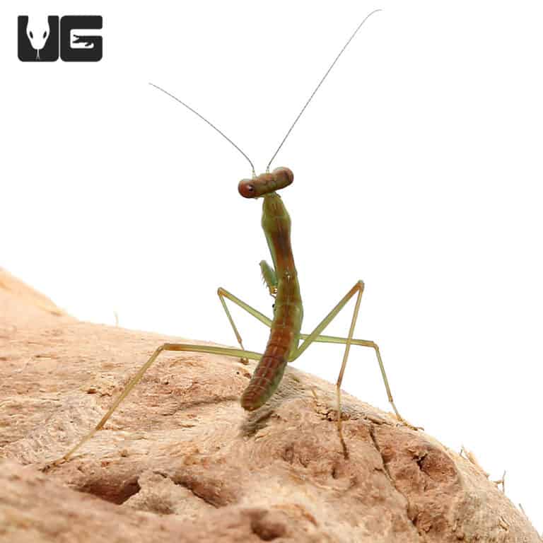 Mantis For Sale - Underground Reptiles