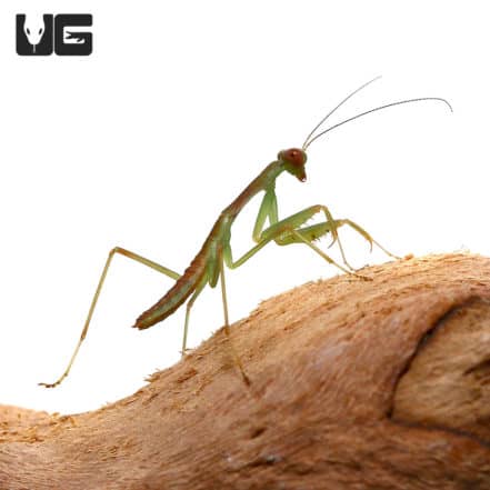 Giant Shield Mantis - Underground Reptiles