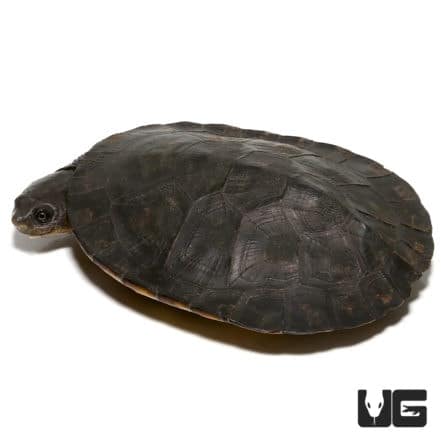 Gibba Gibba Turtles (Phrynops gibbus) For Sale - Underground Reptiles