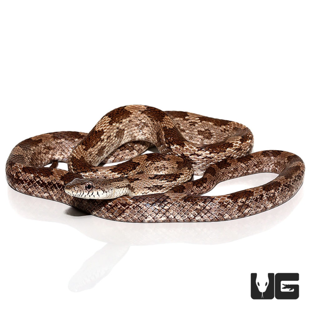 Gray Ratsnake - Underground Reptiles