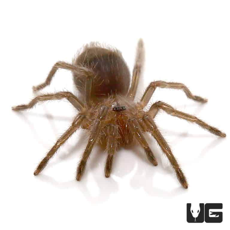 Guatemalan Red Rump Tarantula (.25 - .75'') - Underground Reptiles