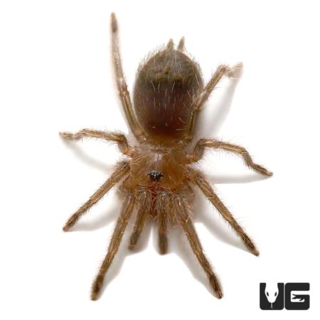 Guatemalan Red Rump Tarantula (.25 - .75'') - Underground Reptiles