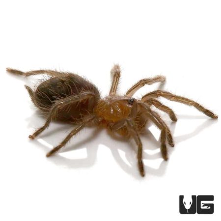 Guatemalan Red Rump Tarantula (.25 - .75'') - Underground Reptiles