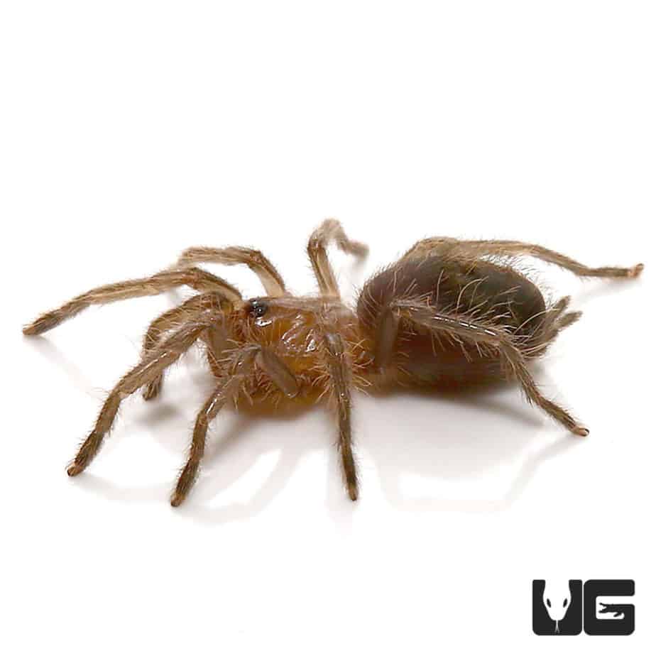 Guatemalan Red Rump Tarantula (.25 - .75'') - Underground Reptiles