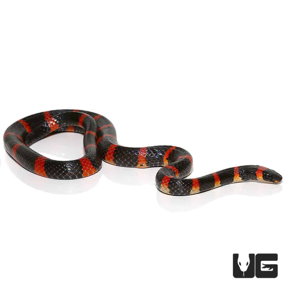 Halloween Snake - Underground Reptiles
