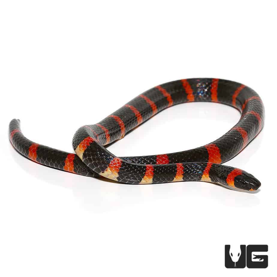 Halloween Snake - Underground Reptiles