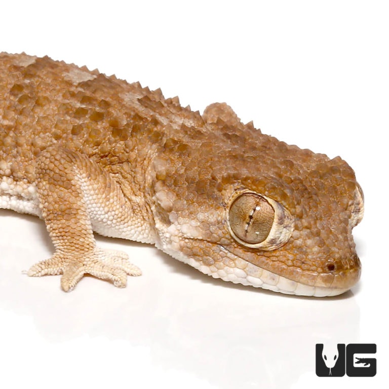 Helmeted Gecko - Underground Reptiles