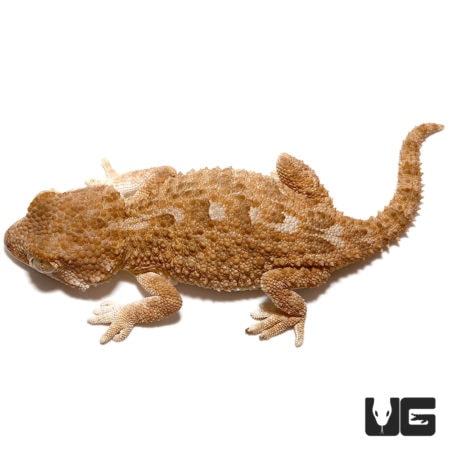 Helmeted Gecko - Underground Reptiles