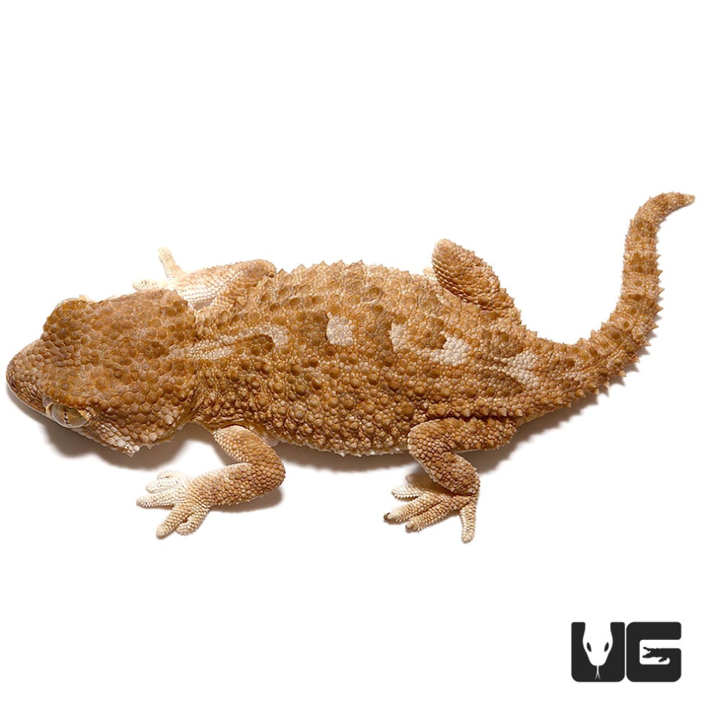 Helmeted Gecko - Underground Reptiles