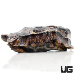 Home's Hingeback Tortoises For Sale - Underground Reptiles