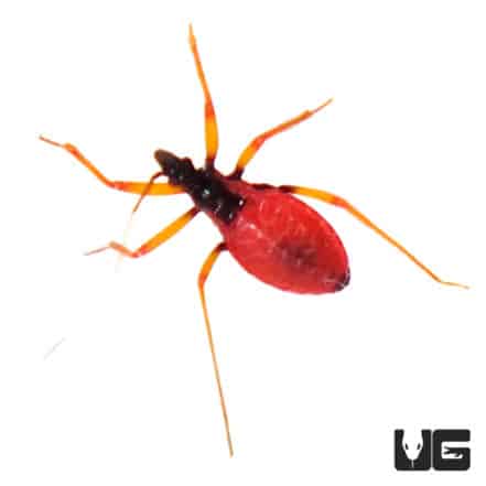 Horrid King Assassin Bug - Underground Reptiles
