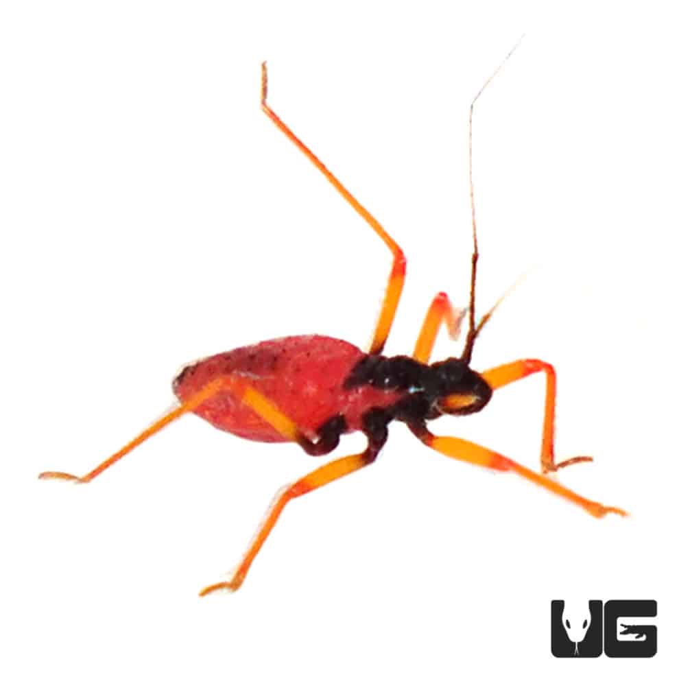 Horrid King Assassin Bug - Underground Reptiles