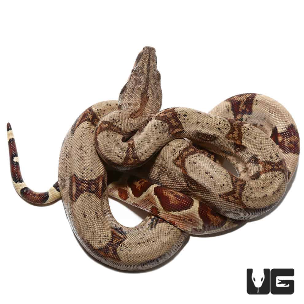 Baby Hypo Het Sharp Albino Colombian Redtail Boa - Underground Reptiles