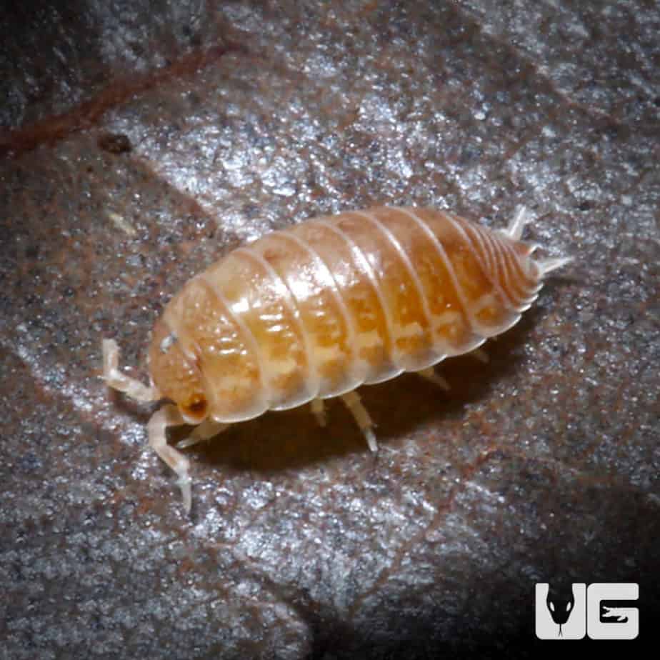 Isopoda Sp. Tarragora Isopods - Underground Reptiles