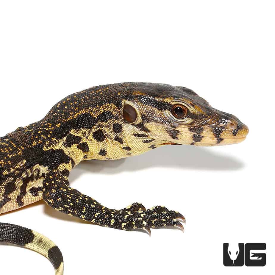 Monitors For Sale - Underground Reptiles