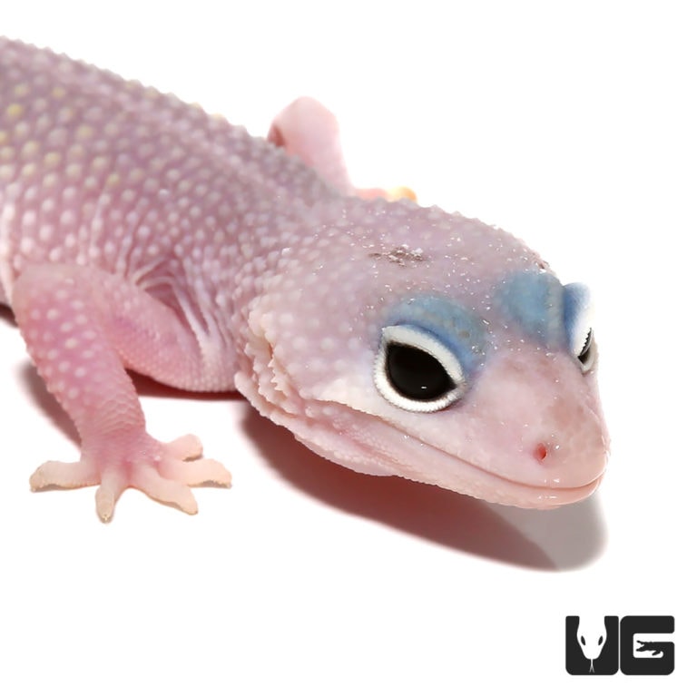 Juvenile patternless Leopard Geckos For Sale - Underground Reptiles