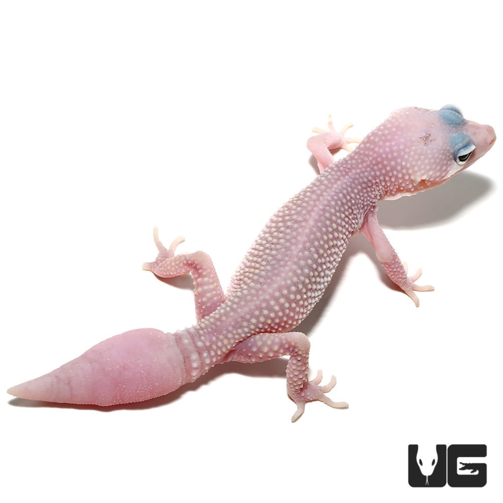 Juvenile patternless Leopard Geckos For Sale - Underground Reptiles