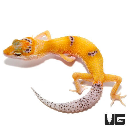 Juvenile Tangerine Enigma Leopard Geckos For Sale - Underground Reptiles