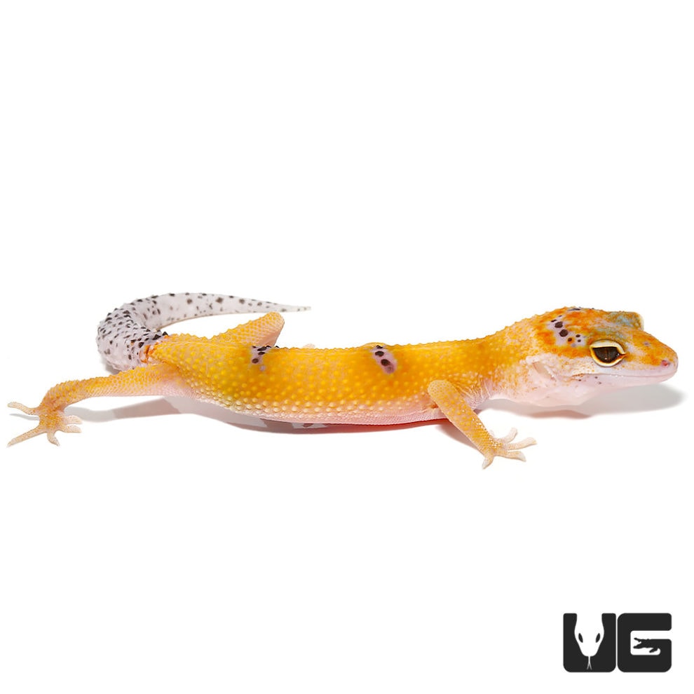 Juvenile Tangerine Enigma Leopard Geckos For Sale - Underground Reptiles
