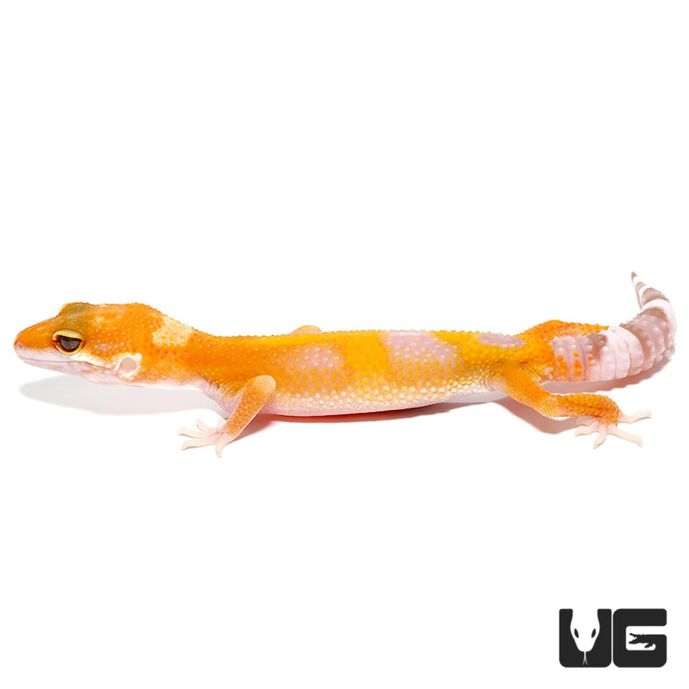Juvenile Tangerine Rainwater Leopard Geckos For Sale - Underground Reptiles