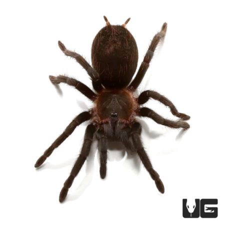 Juvenile Yucatan Rust Rump Tarantula (1.25 - 1.75'') - Underground Reptiles