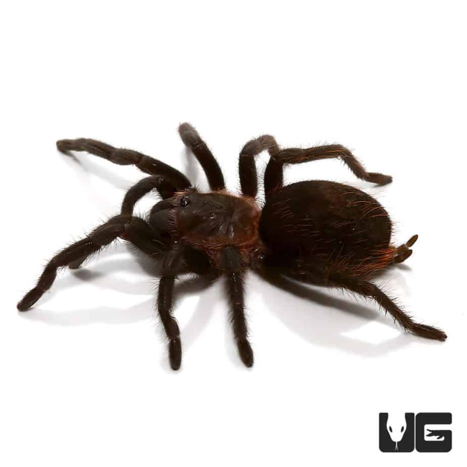 Juvenile Yucatan Rust Rump Tarantula (1.25 - 1.75'') - Underground Reptiles