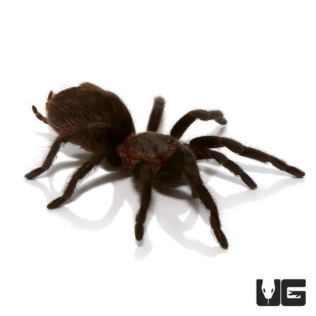 Juvenile Yucatan Rust Rump Tarantula (1.25 - 1.75'') - Underground Reptiles