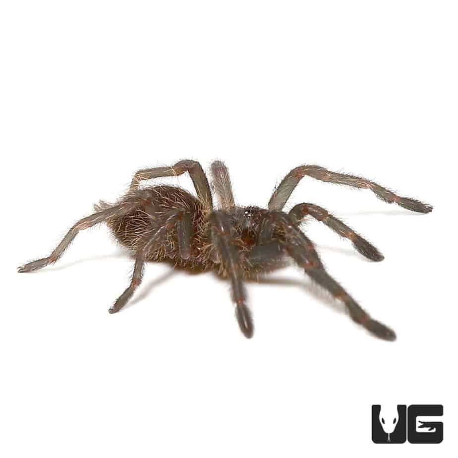 Kaeng Krachan Earth Tiger Tarantula (.25 - .75'') - Underground Reptiles